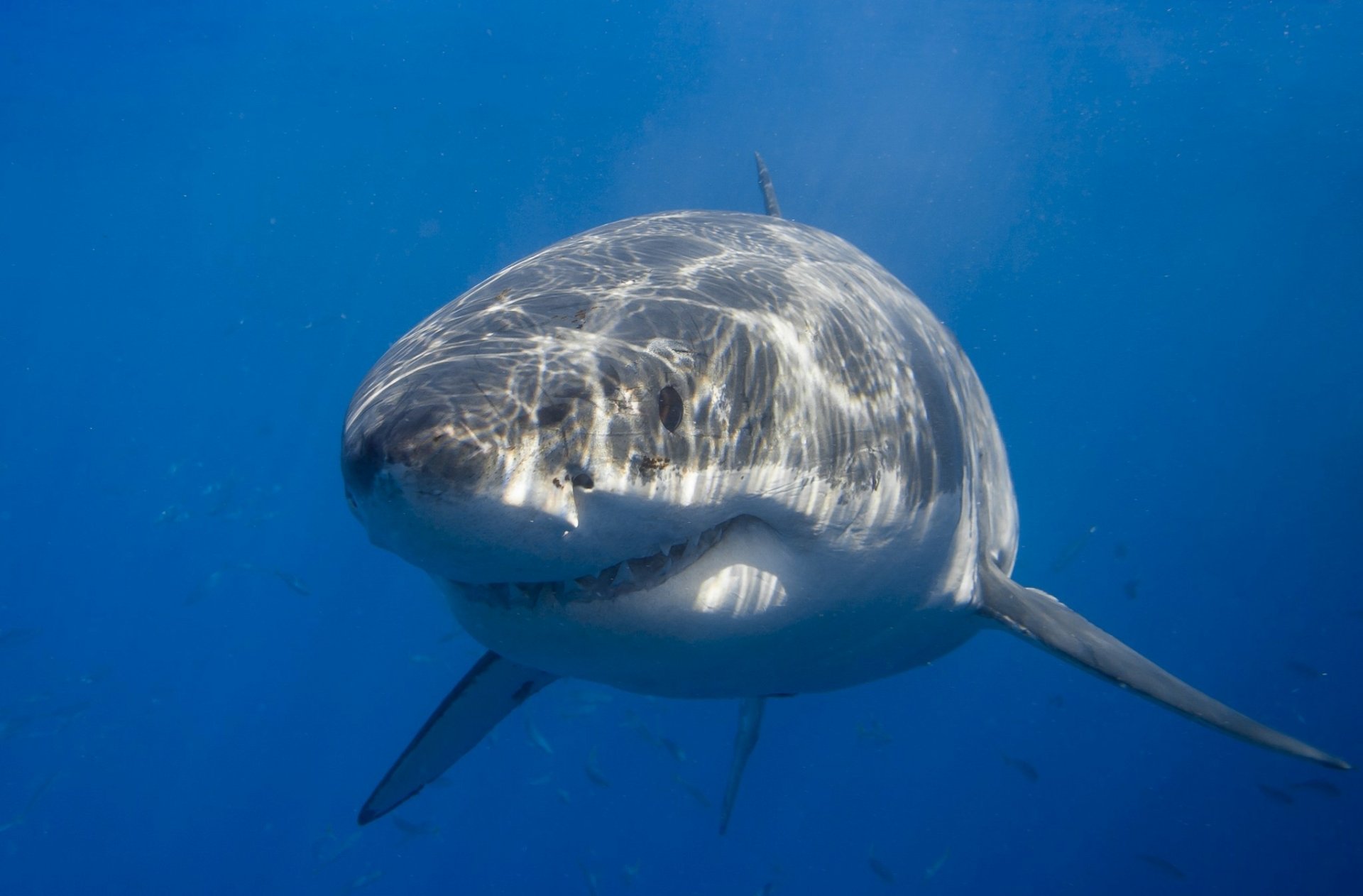 Download Animal Shark HD Wallpaper