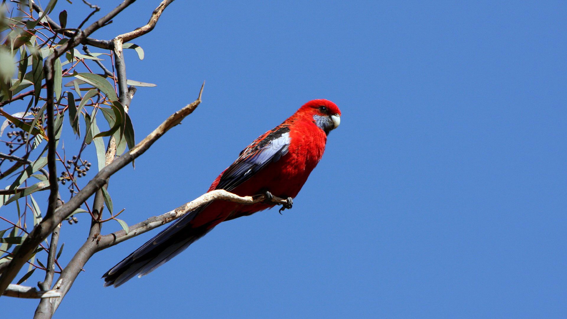 Crimson Rosella HD Wallpaper: A Stunning Avian Beauty