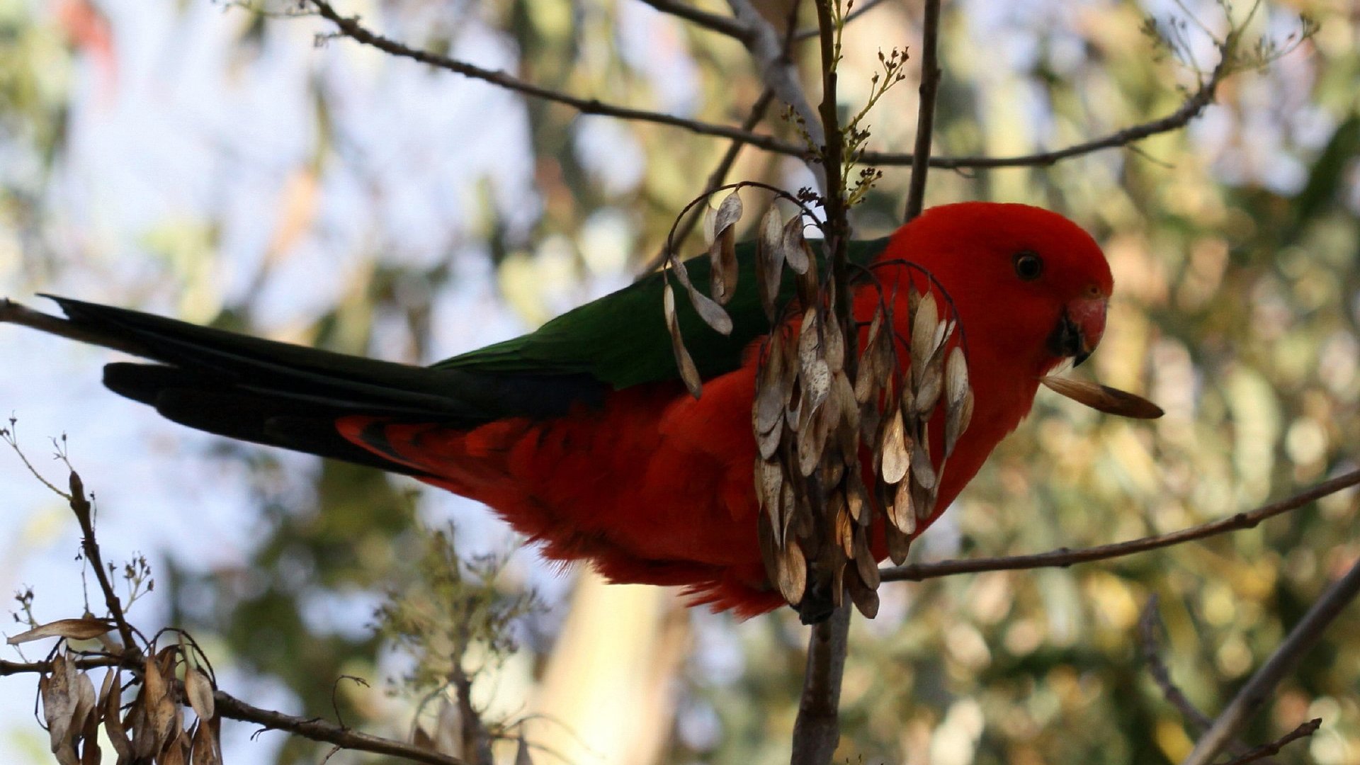 Vibrant Parrot HD Wallpaper: Nature's Colorful Beauty | 1920x1080 ...
