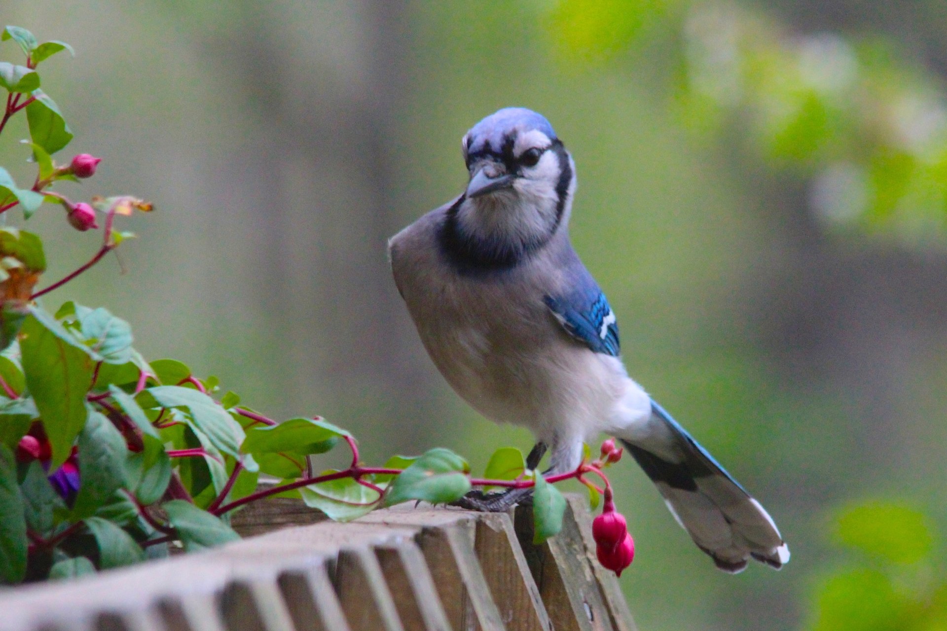 Download Animal Blue Jay 4k Ultra HD Wallpaper