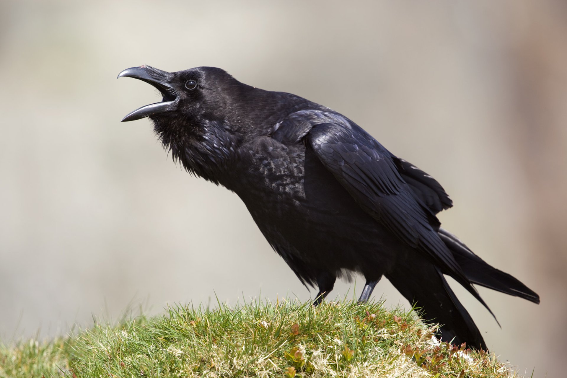 Download Bird Animal Raven HD Wallpaper
