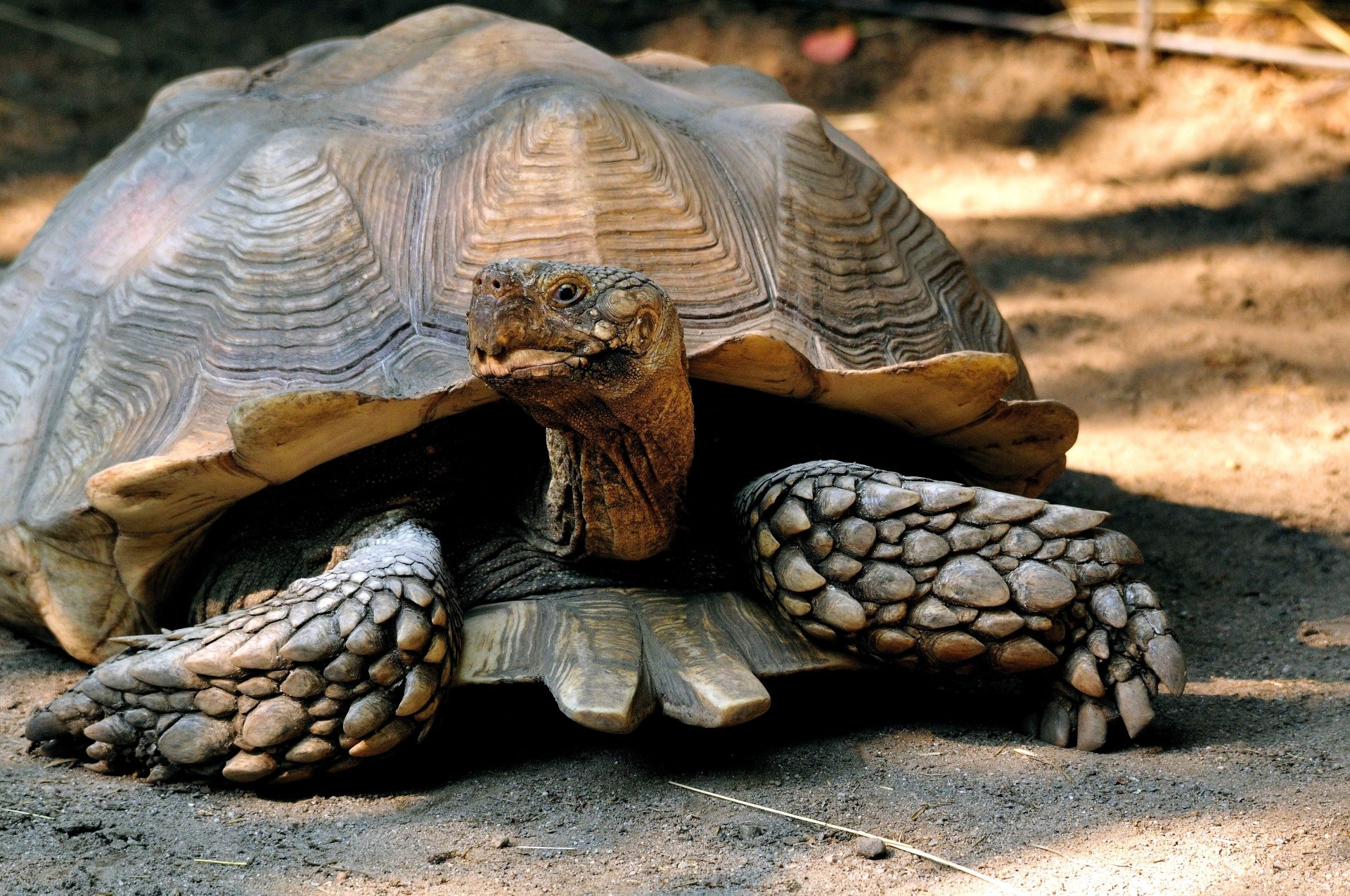 Download Animal Tortoise 4k Ultra HD Wallpaper