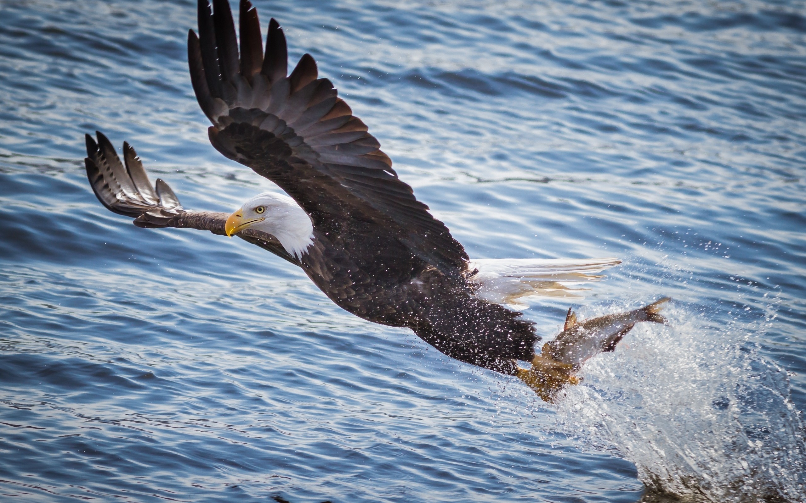 Download Animal Bald Eagle HD Wallpaper