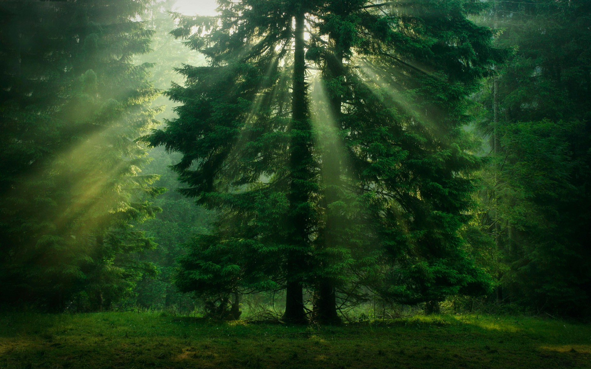 Download Tree Sunlight Grass Nature Sunbeam HD Wallpaper