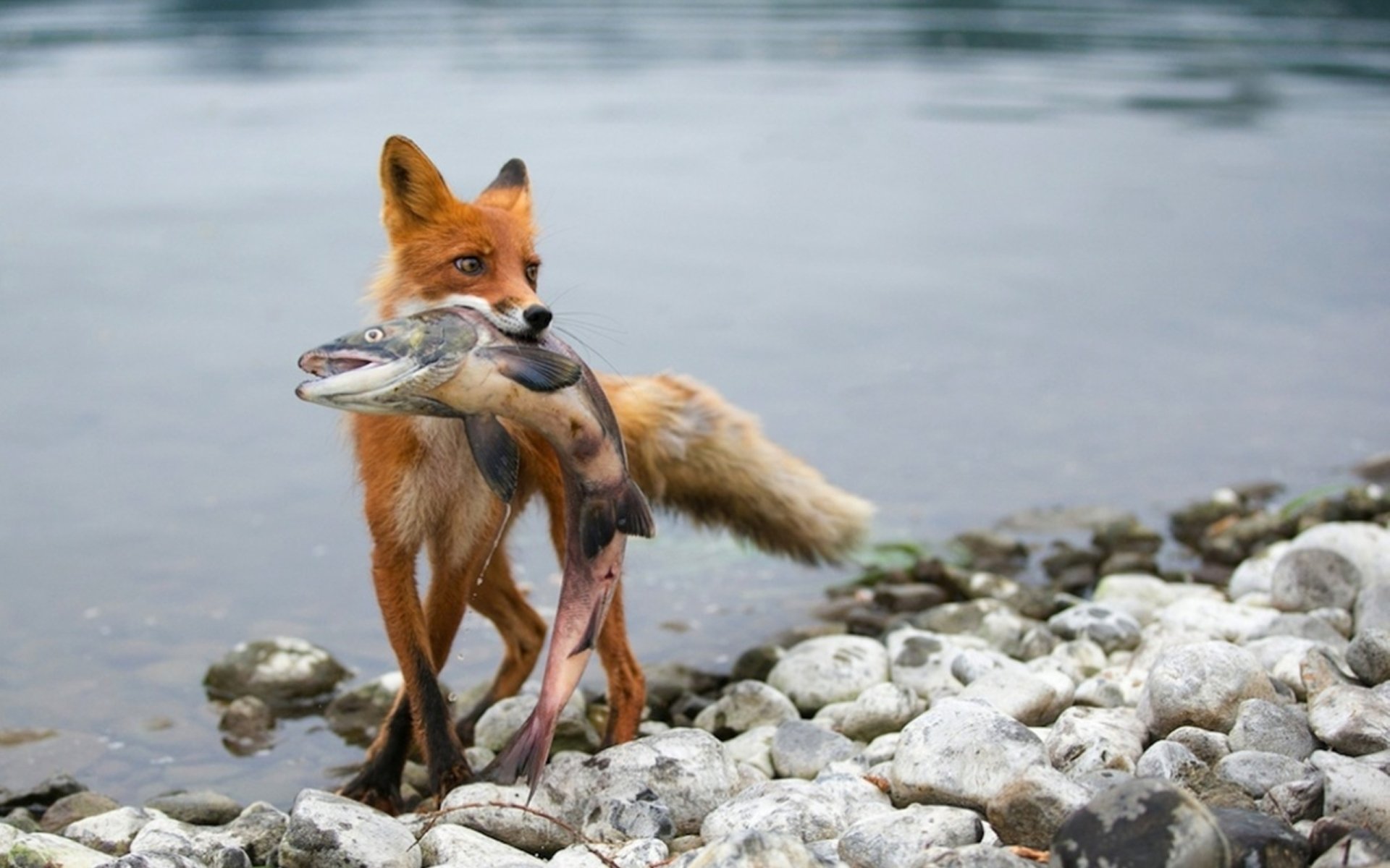 Download Fish Animal Fox HD Wallpaper