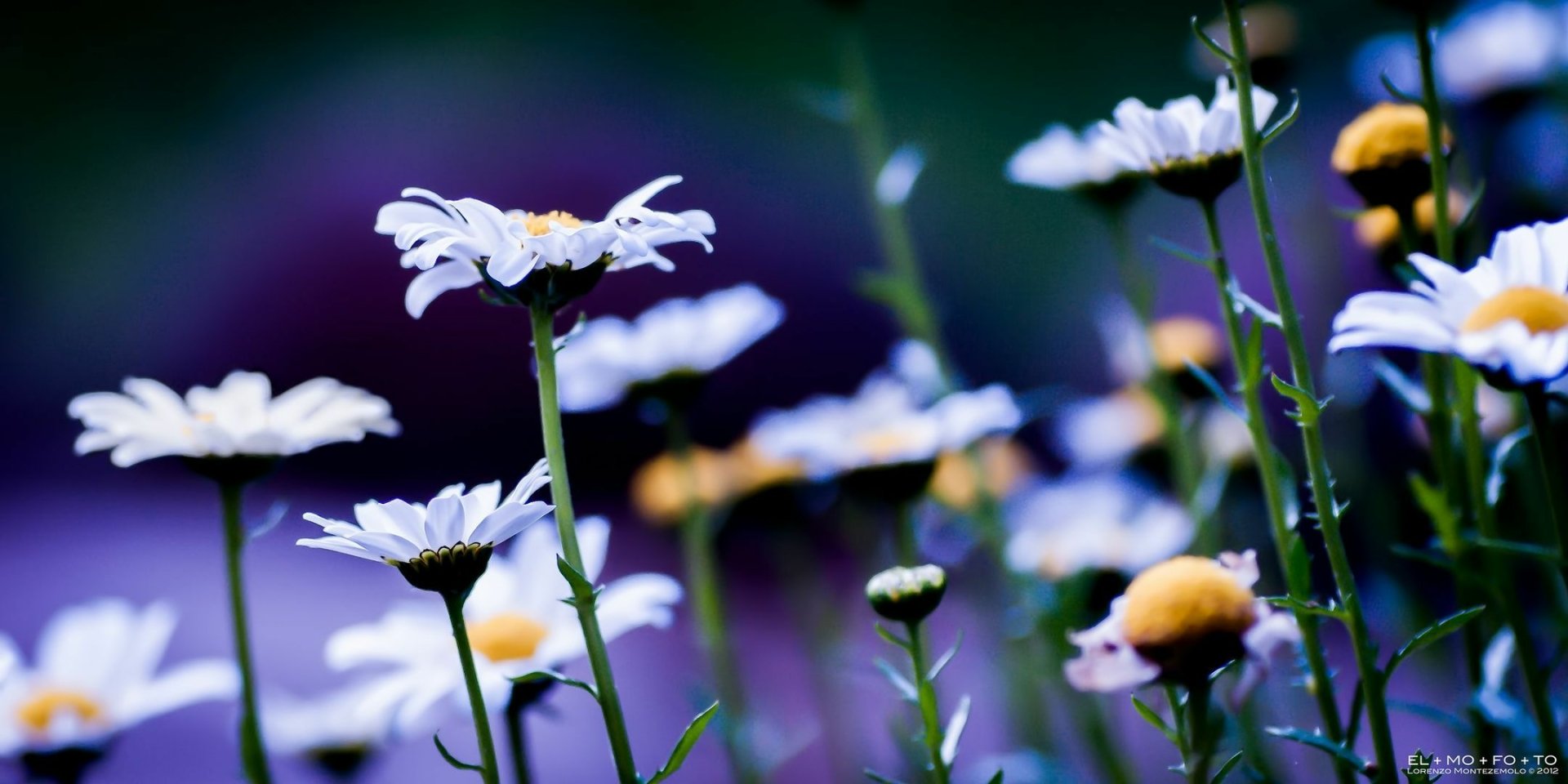 Daisy HD Wallpaper