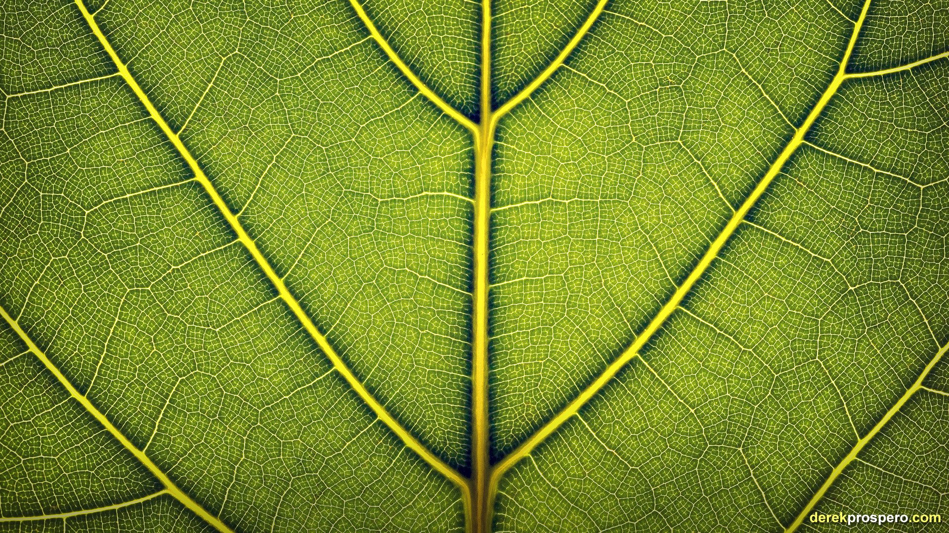 Download Nature Leaf HD Wallpaper