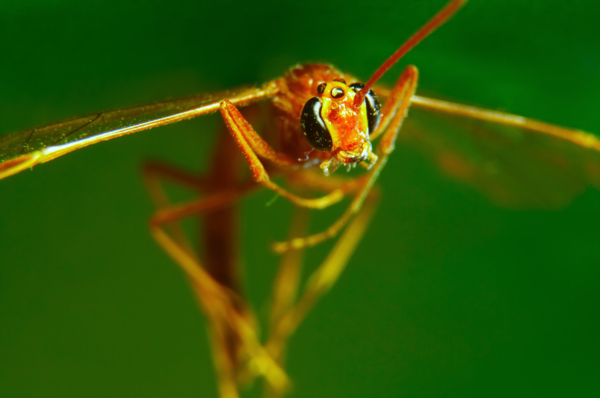 Download Animal Insect HD Wallpaper