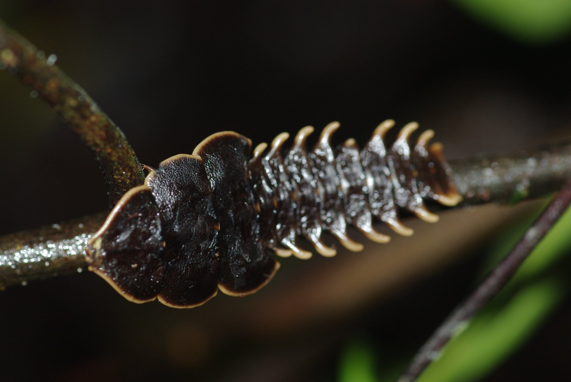 Download Animal Insect 4k Ultra HD Wallpaper