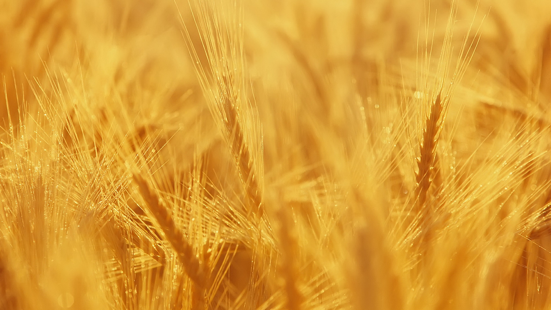 Download Nature Wheat HD Wallpaper