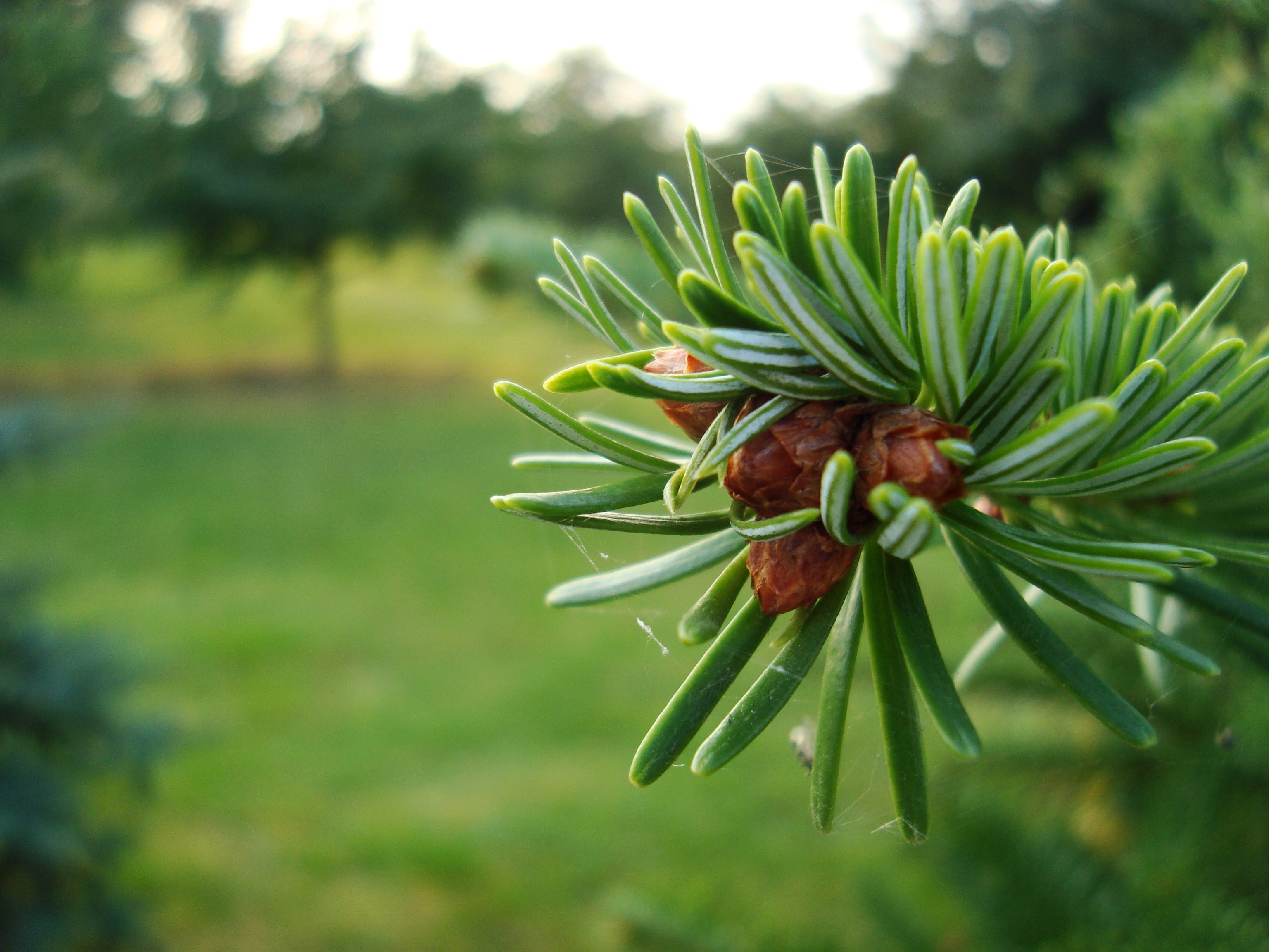 Download Nature Close-up HD Wallpaper