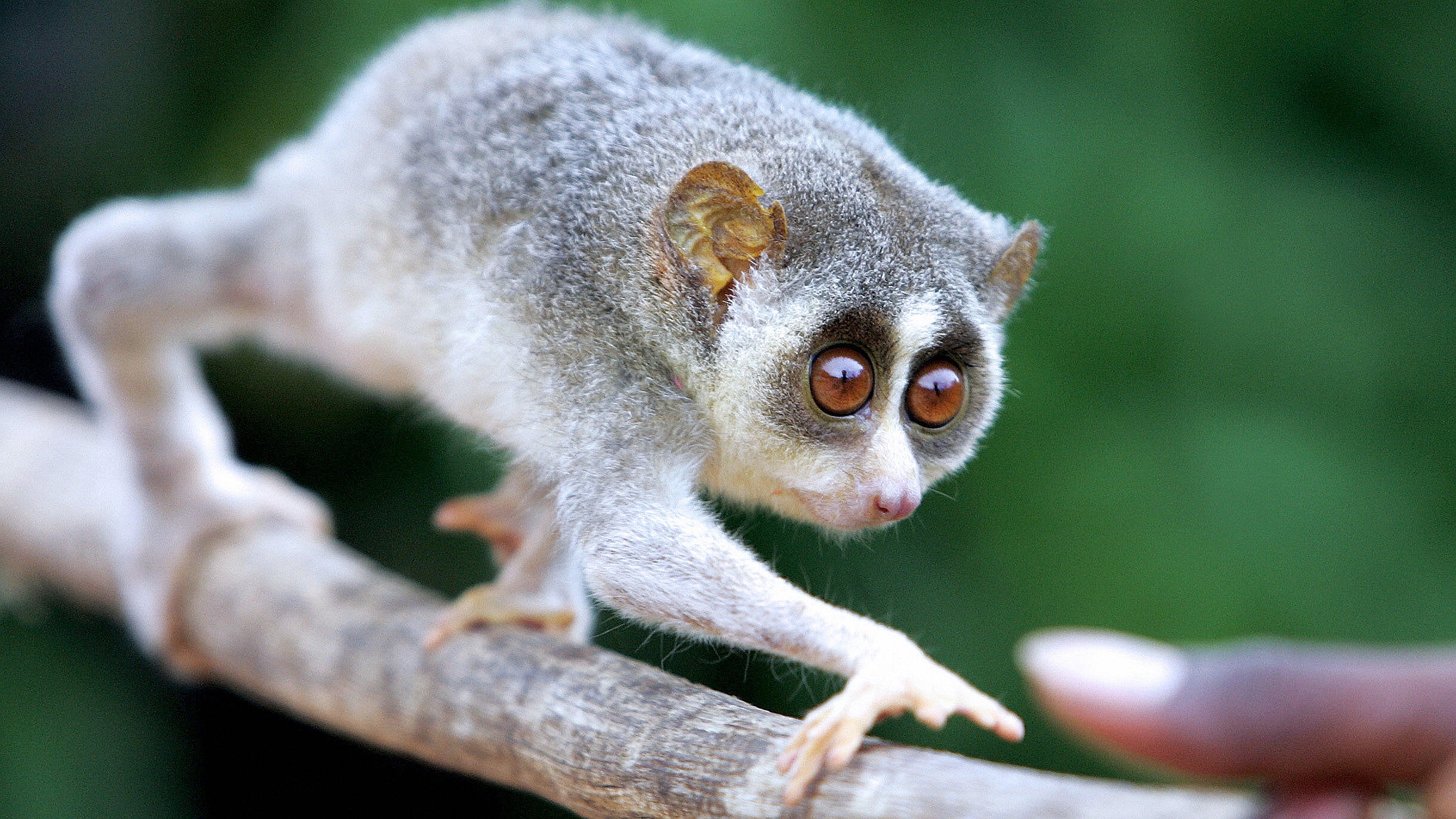 Slender Lorises HD Wallpaper | Background Image | 2450x1378 | ID:577868 ...