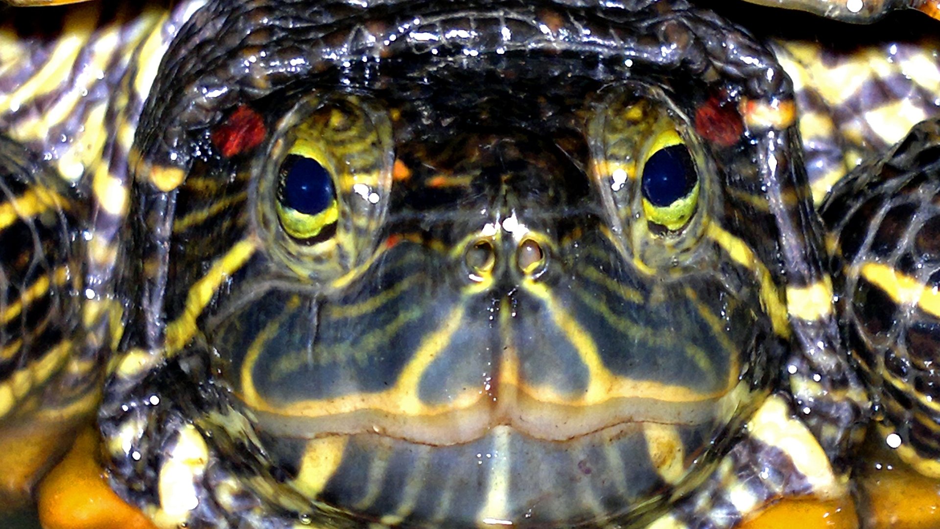 Download Animal Turtle HD Wallpaper | 2150x1210 | Wallpaper Abyss