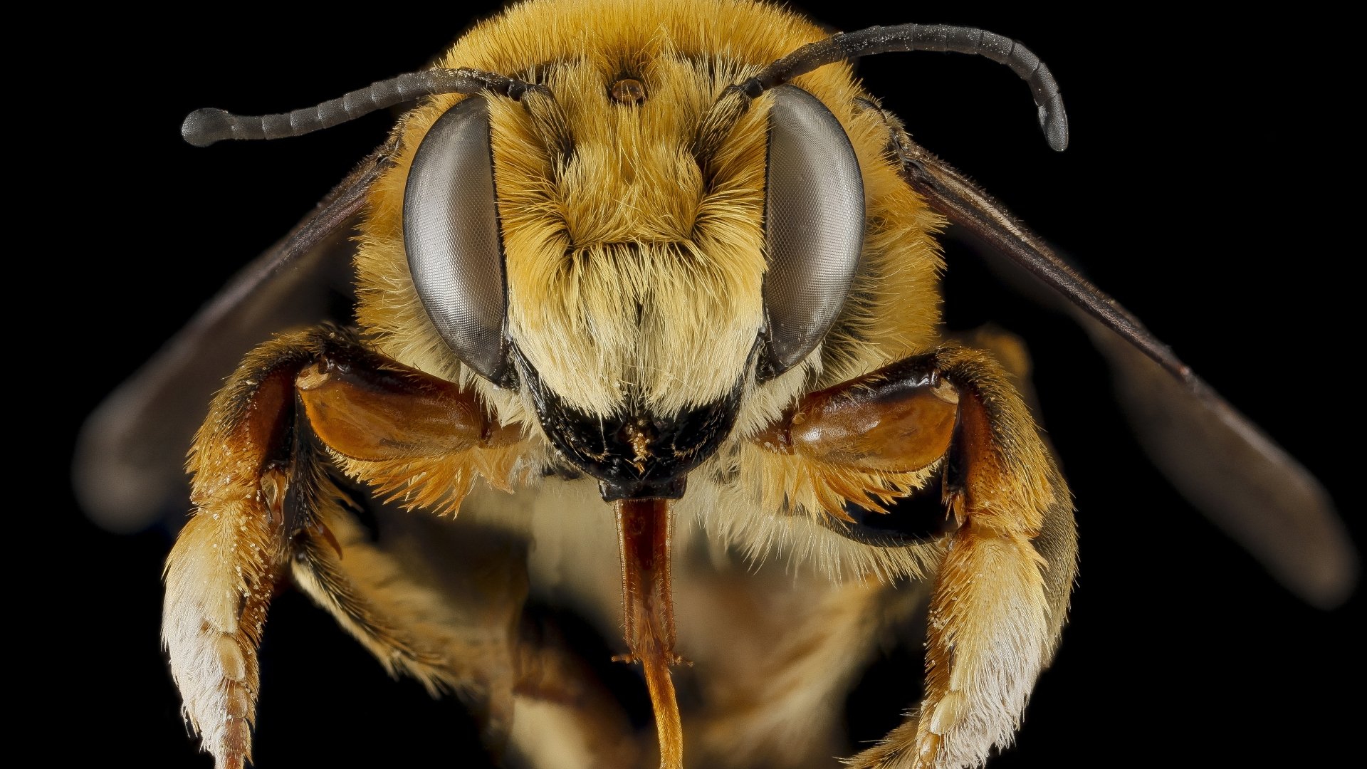 Download Animal Bee 4k Ultra HD Wallpaper | 5150x2896 | Wallpaper Abyss