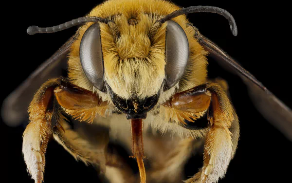 [90+] Bee 4k Wallpapers