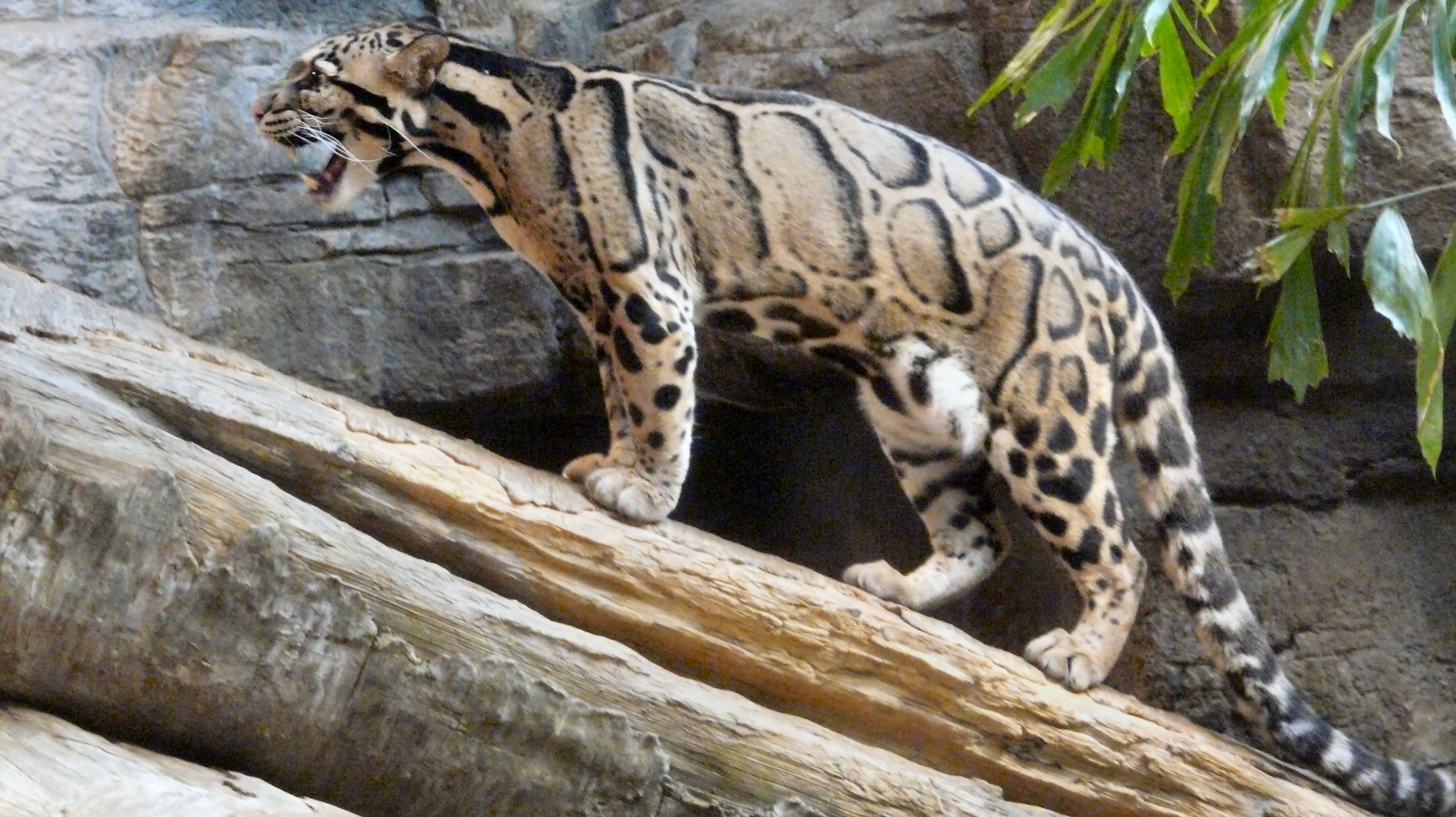 Clouded Leopard HD Wallpaper