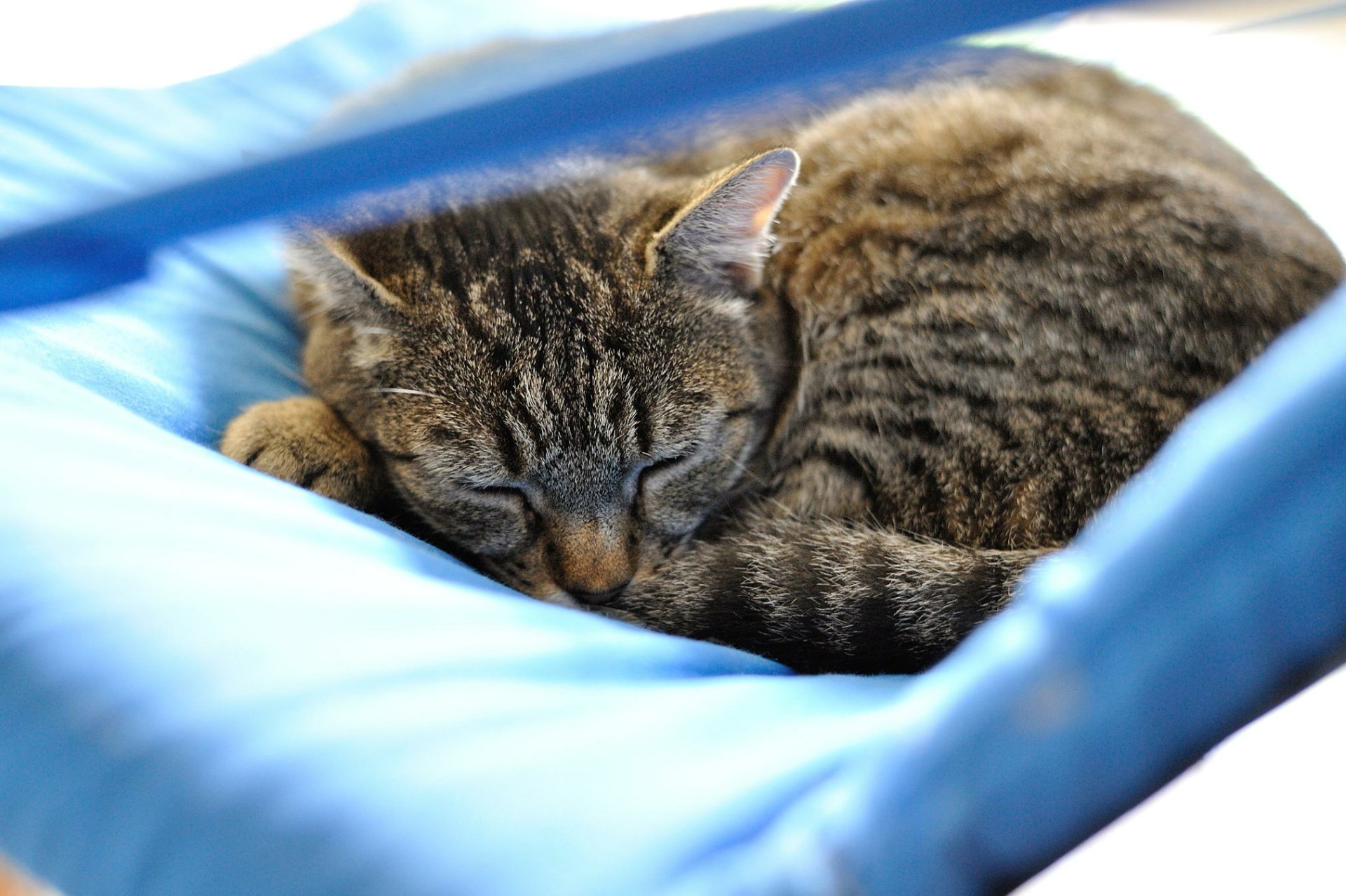 Download Sleeping Animal Cat HD Wallpaper
