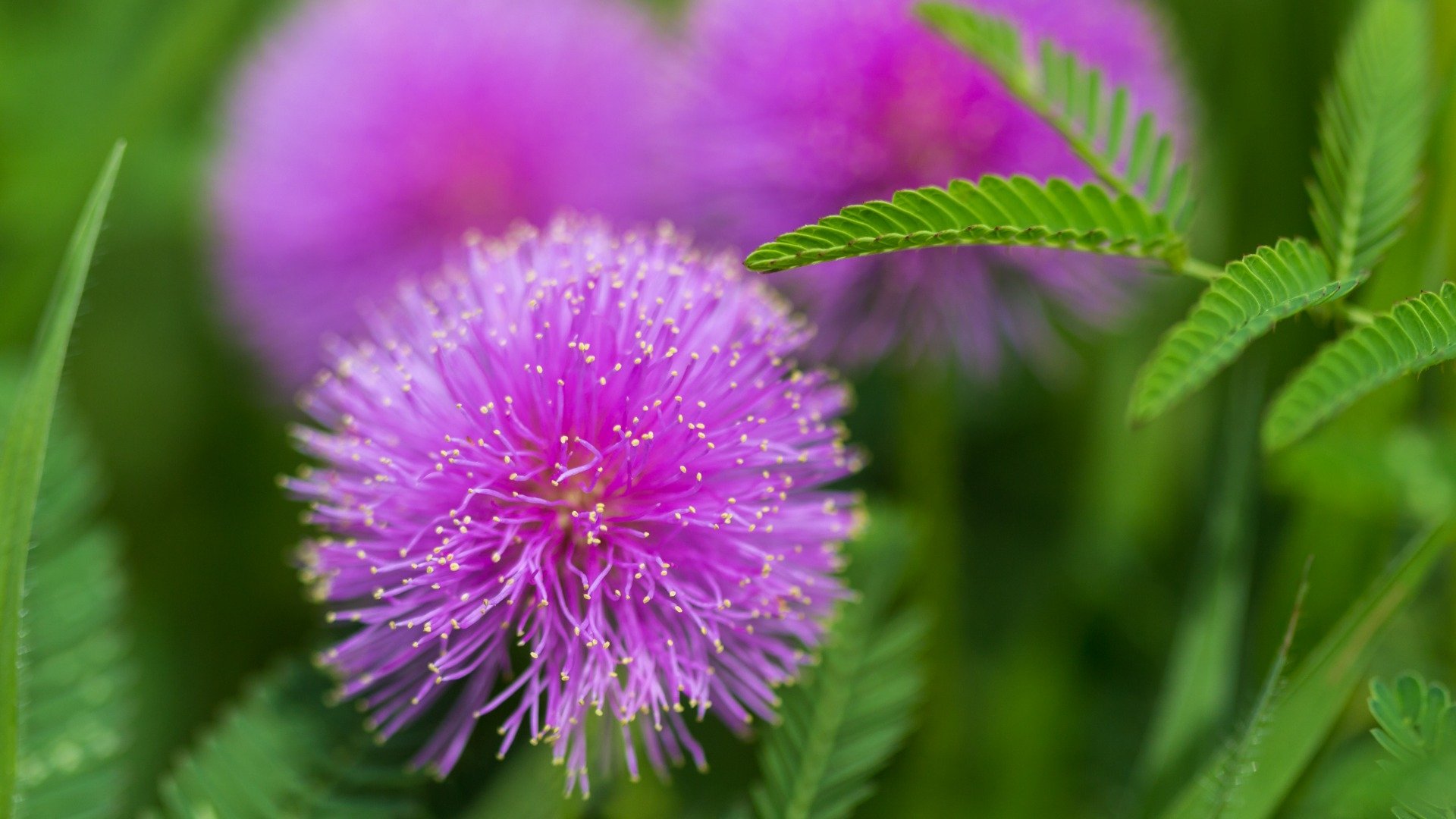 Download Nature Flower HD Wallpaper