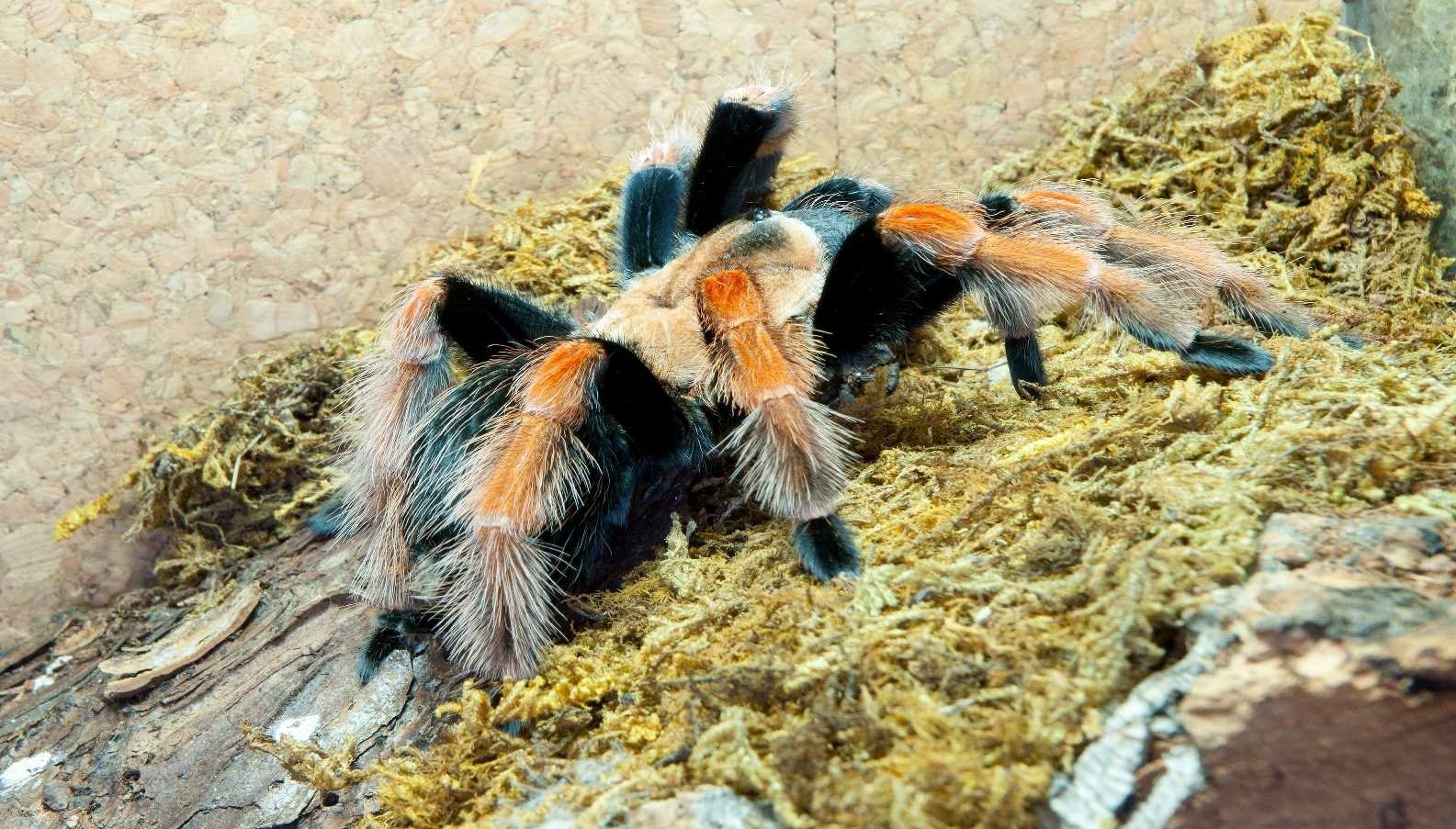 Download Animal Tarantula Wallpaper