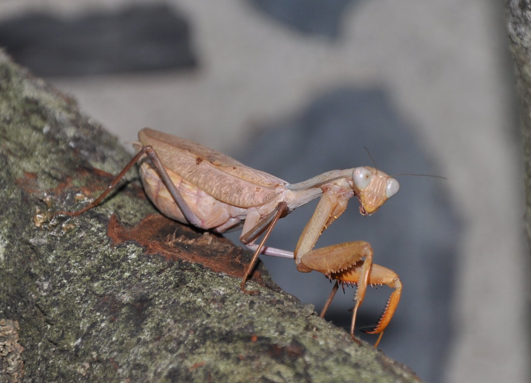 Download Animal Praying Mantis Wallpaper | 1750x1263 | Wallpaper Abyss