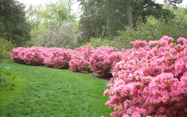 Download Flower Nature Azalea HD Wallpaper