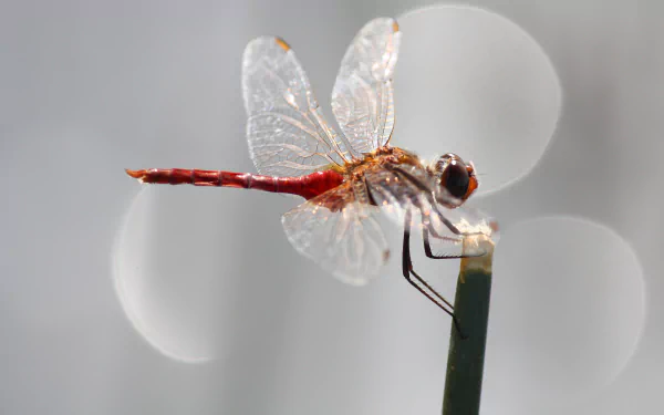[30+] Dragonfly 4k Wallpapers