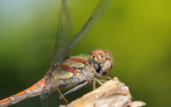 [30+] Dragonfly 4k Wallpapers