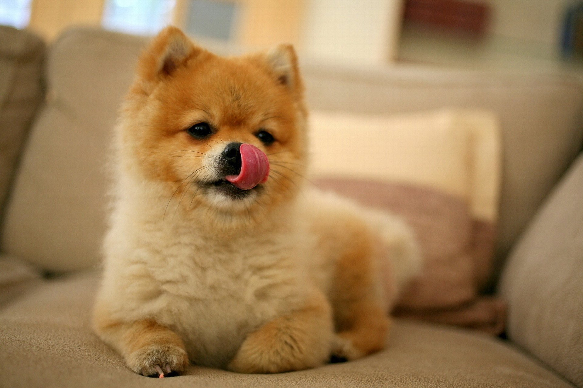 Adorable Puppy Delight - HD Animal Wallpaper | 1920x1280 | Wallpaper Abyss