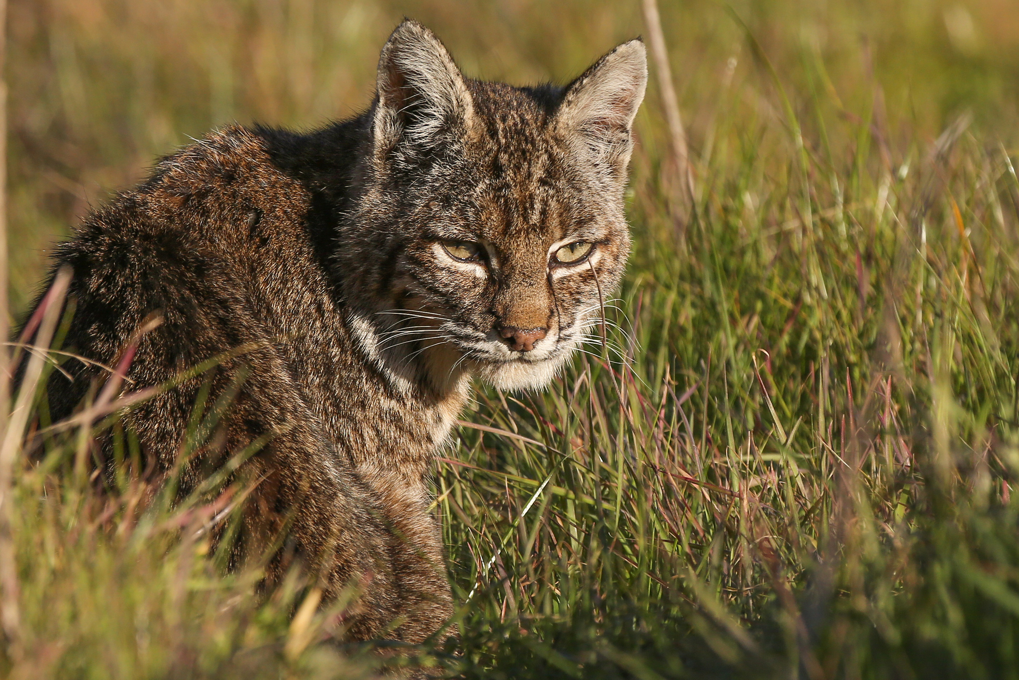 Download Animal Lynx HD Wallpaper