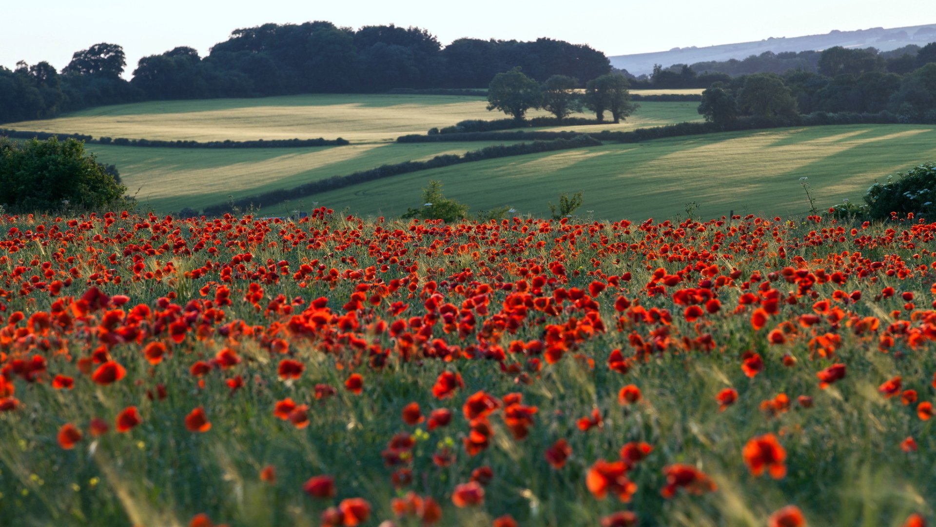 Download Nature Poppy HD Wallpaper | 2048x1152 | Wallpaper Abyss
