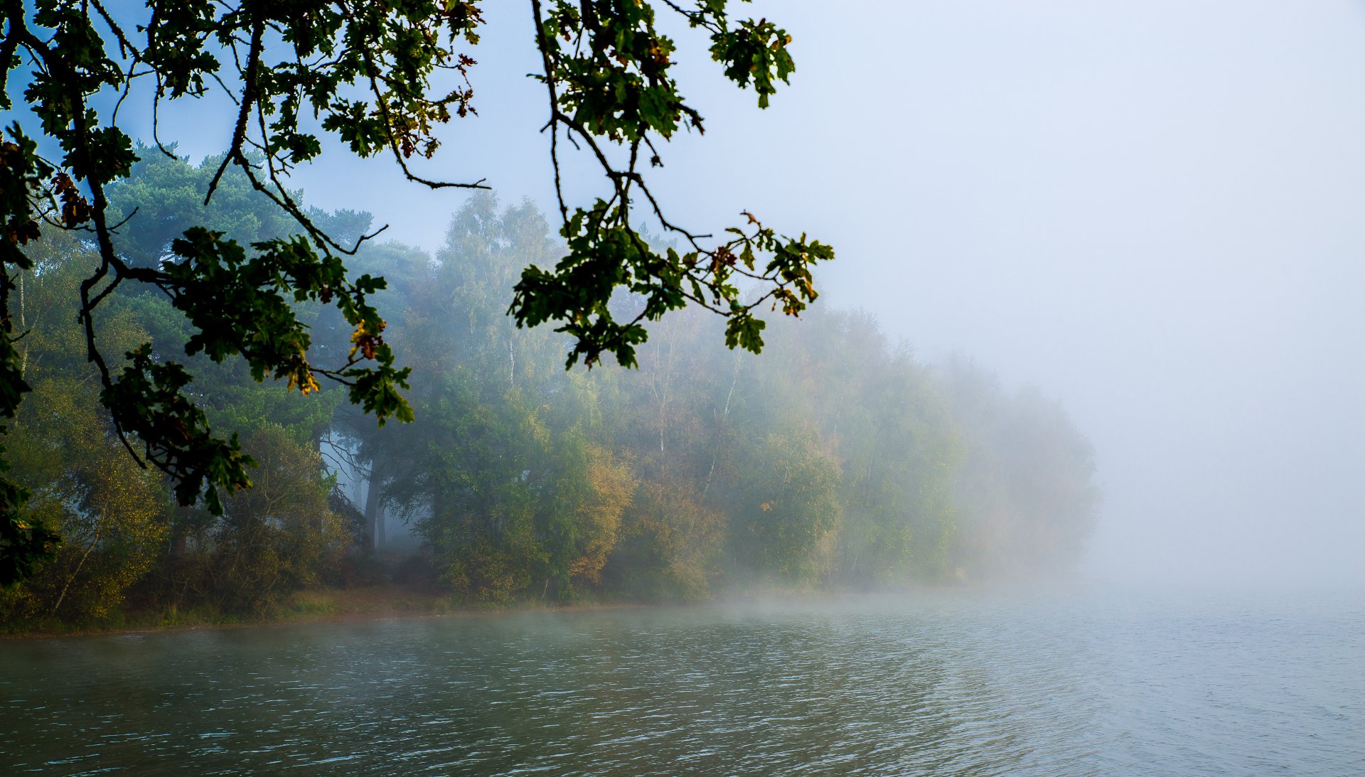 Download Fog Forest Nature Morning Landscape 4k Ultra HD Wallpaper