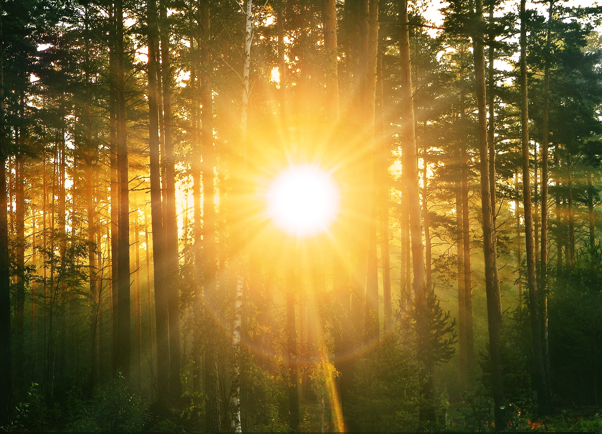 Download Nature Sunbeam HD Wallpaper