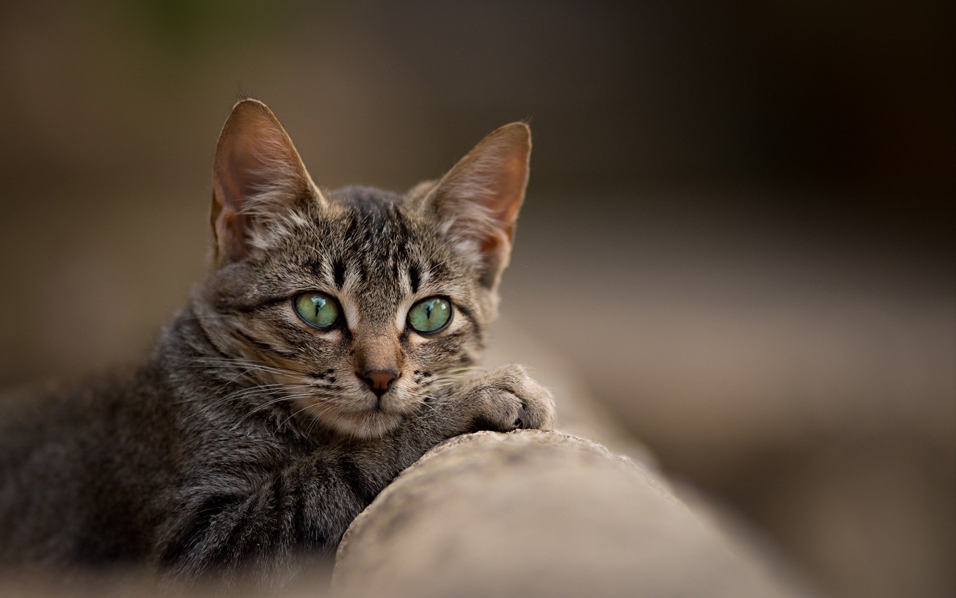 Download Animal Cat HD Wallpaper | 1920x1200 | Wallpaper Abyss