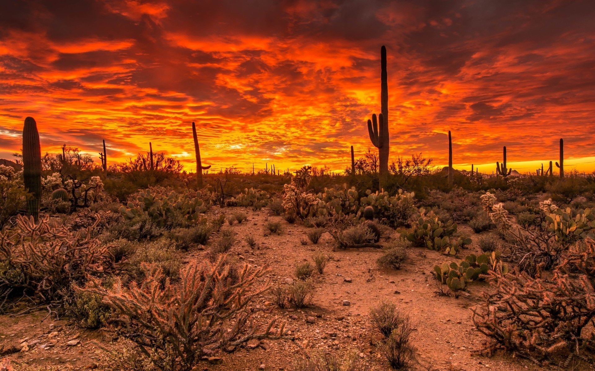 Desert Blaze: Stunning HD Nature Wallpaper at Sunset