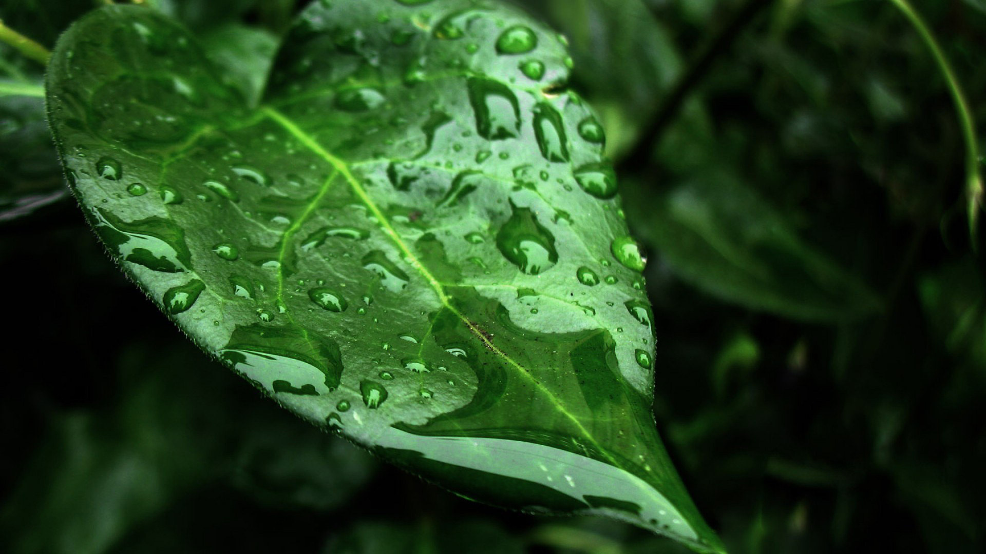 Download Nature Leaf HD Wallpaper