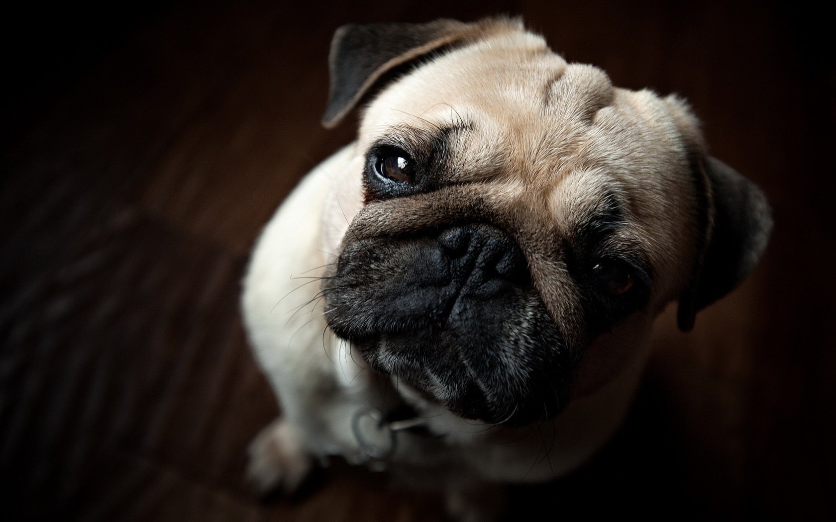 Charming Pug HD Wallpaper: A Delightful Animal Companion