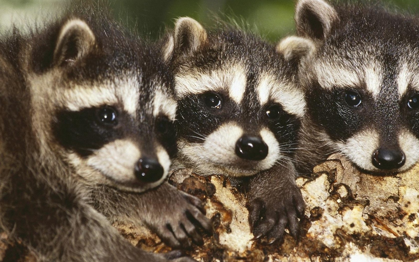 Download Animal Raccoon Wallpaper