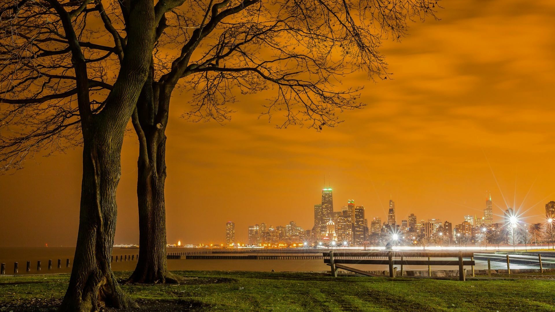 Chicago Nightscape: Urban Trees Against the City Glow – HD Wallpaper