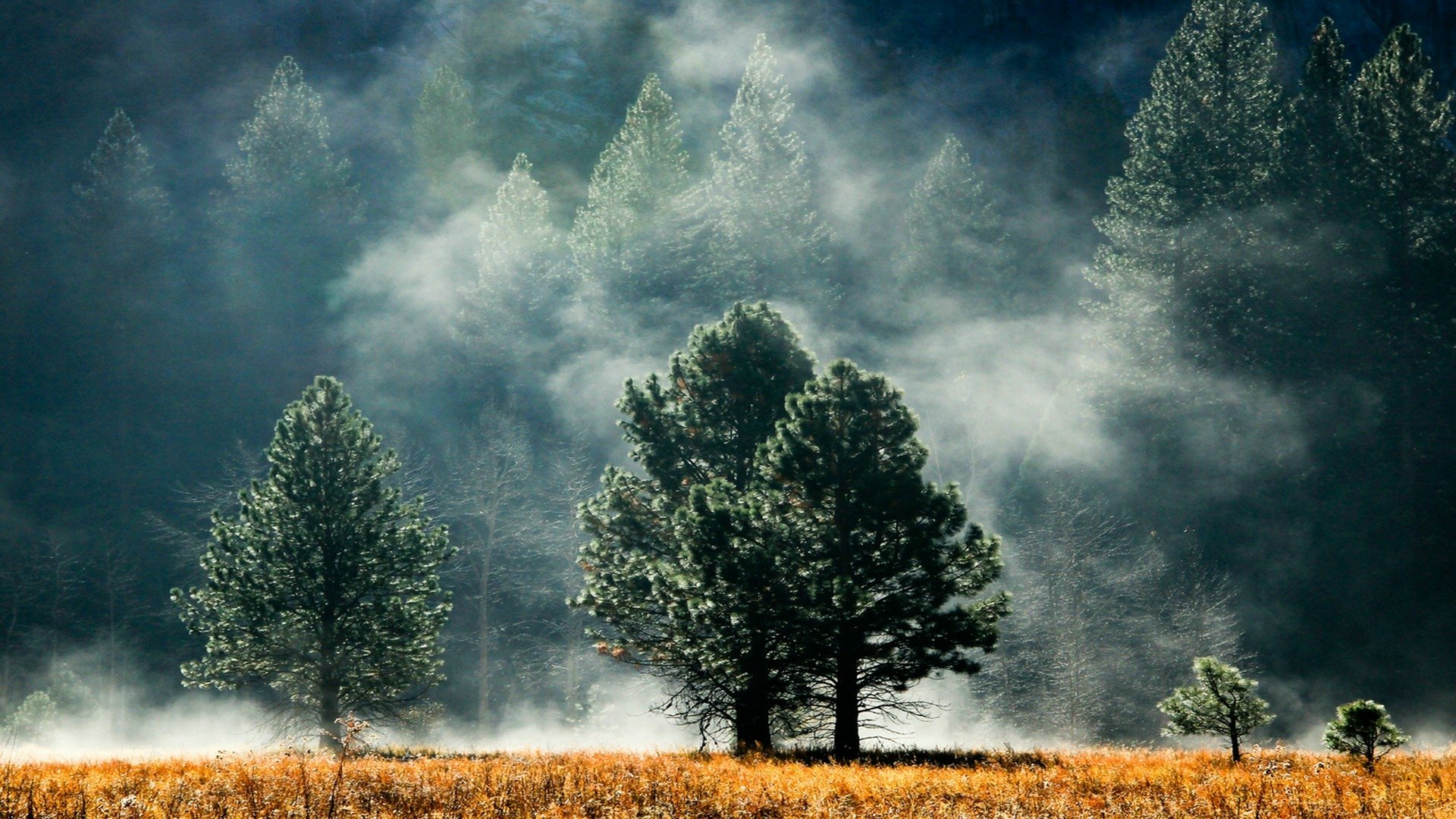 Download Nature Tree HD Wallpaper