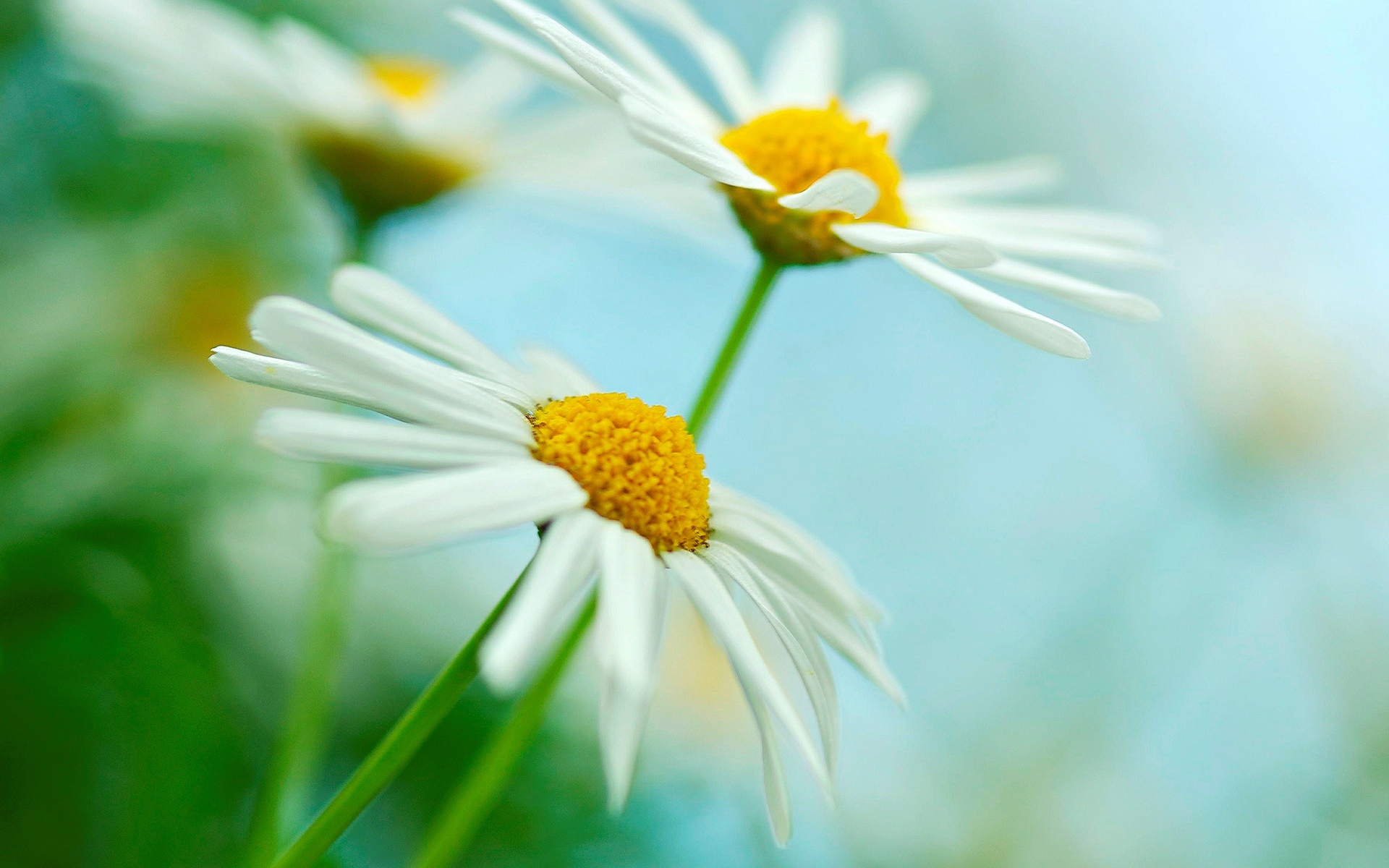 Nature Daisy HD Wallpaper