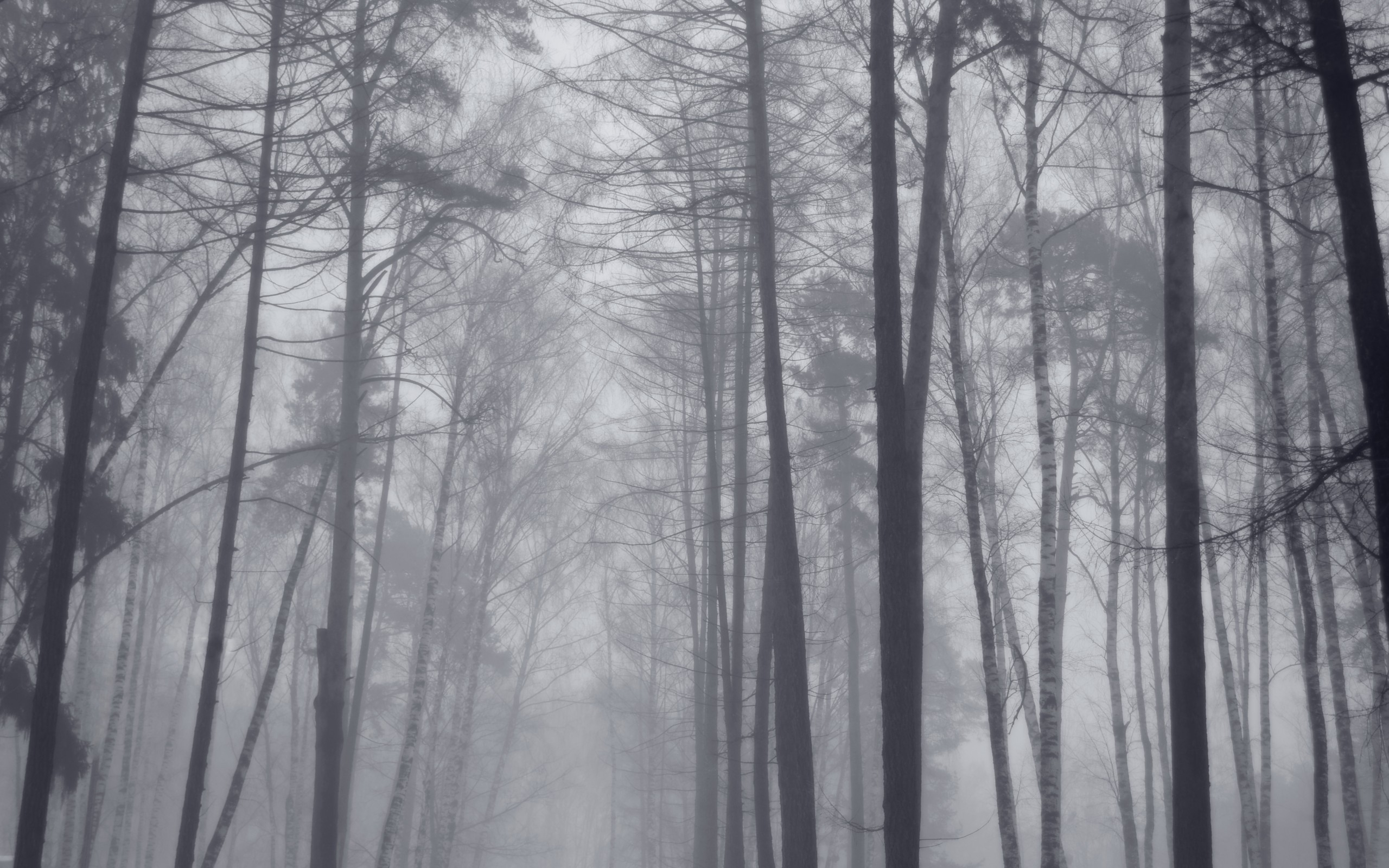 Fog HD Wallpaper | Background Image | 2560x1600
