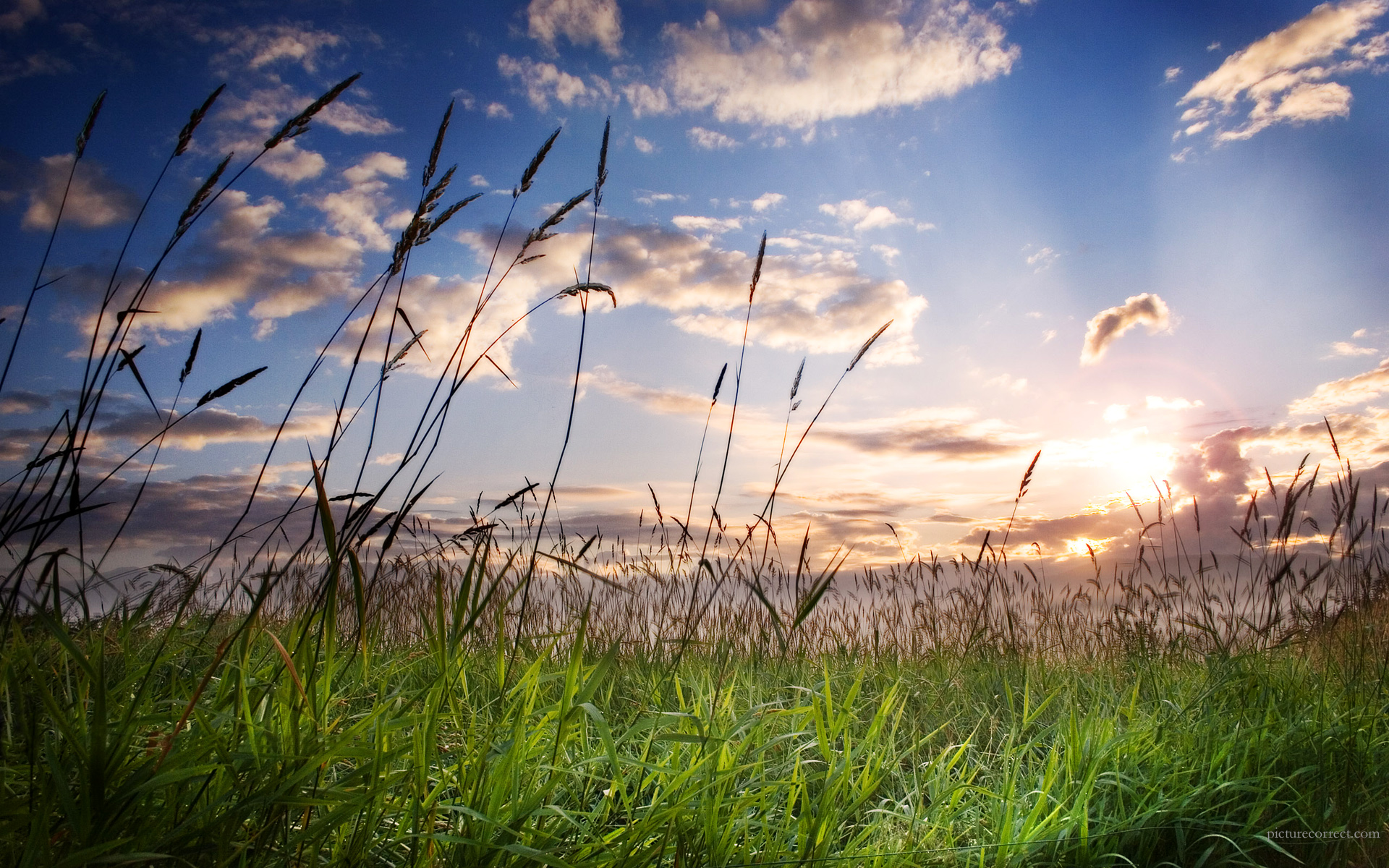 Sunset Serenity: HD Nature Field Wallpaper