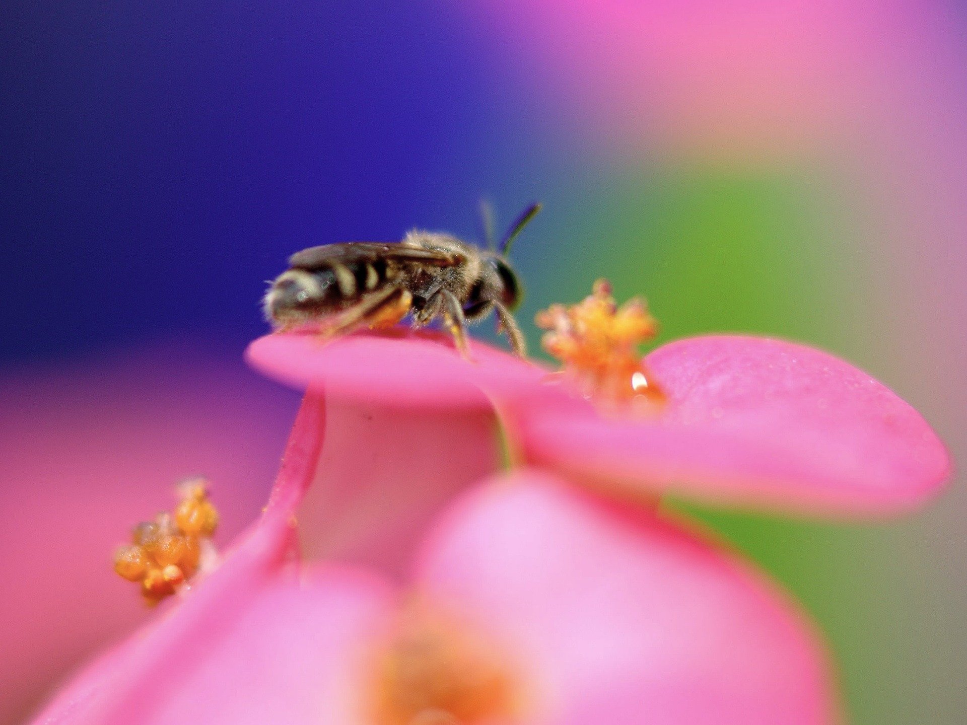 Bee HD Wallpaper | Background Image | 1920x1440 | ID:594992 - Wallpaper ...