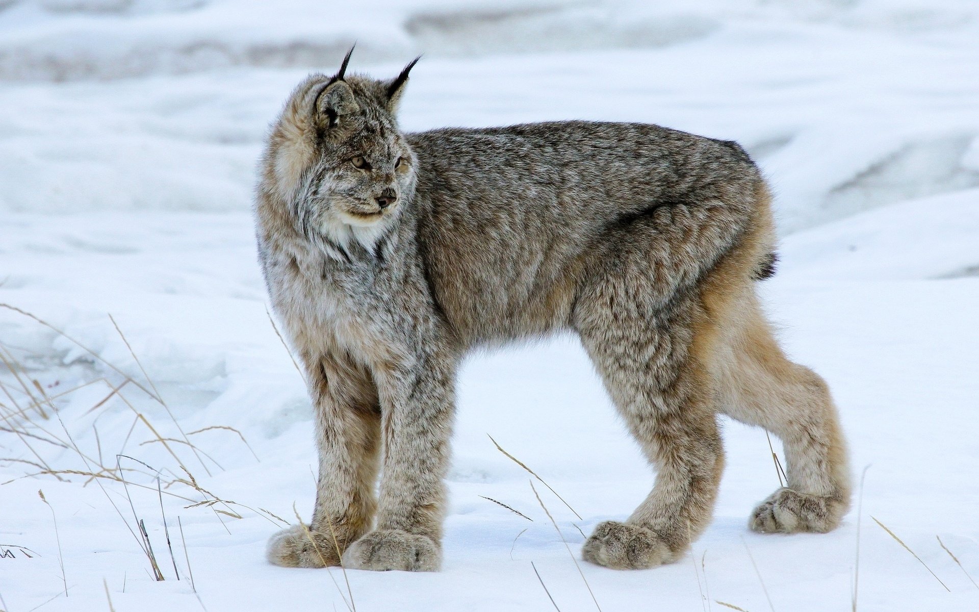 Majestic Lynx — HD Wildlife Wallpaper | 1920x1200 | Wallpaper Abyss