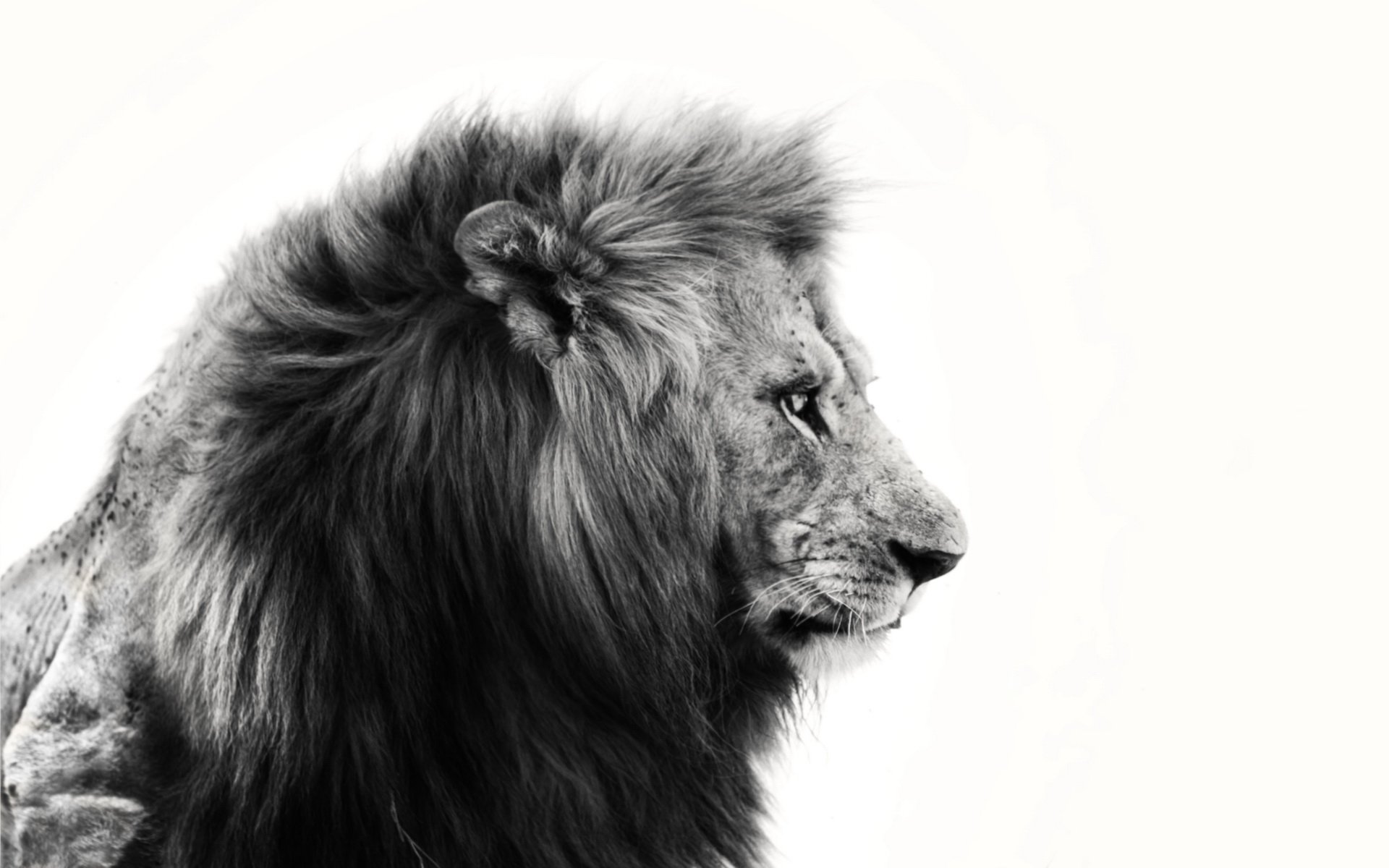 Download Animal Lion HD Wallpaper