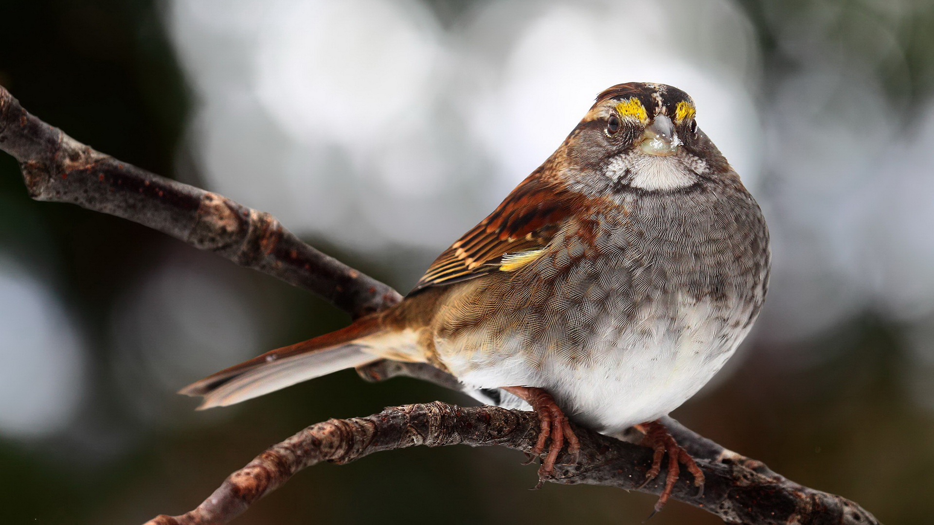 Download Animal Bird HD Wallpaper