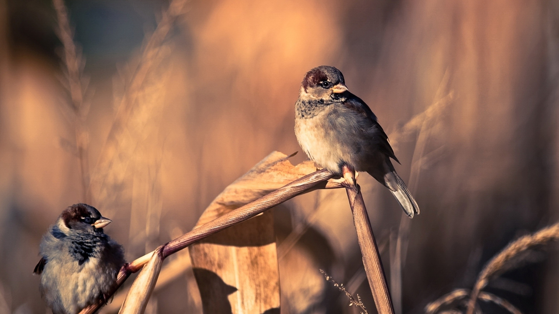 Download Animal Sparrow HD Wallpaper