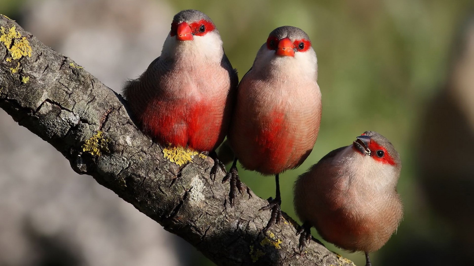 Vibrant Red Birds Perched – HD Animal Wallpaper | 1920x1080 | Wallpaper ...