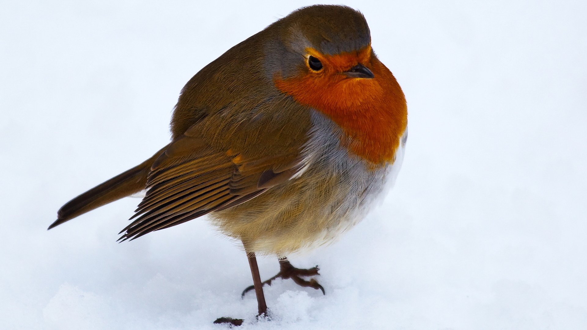 Download Bird European Robin Animal Robin HD Wallpaper by Kane Young