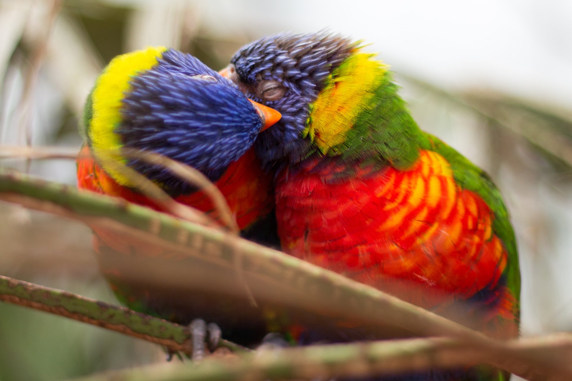 Colorful Rainbow Lorikeet Couple in Soft Bokeh – HD Animal Wallpaper